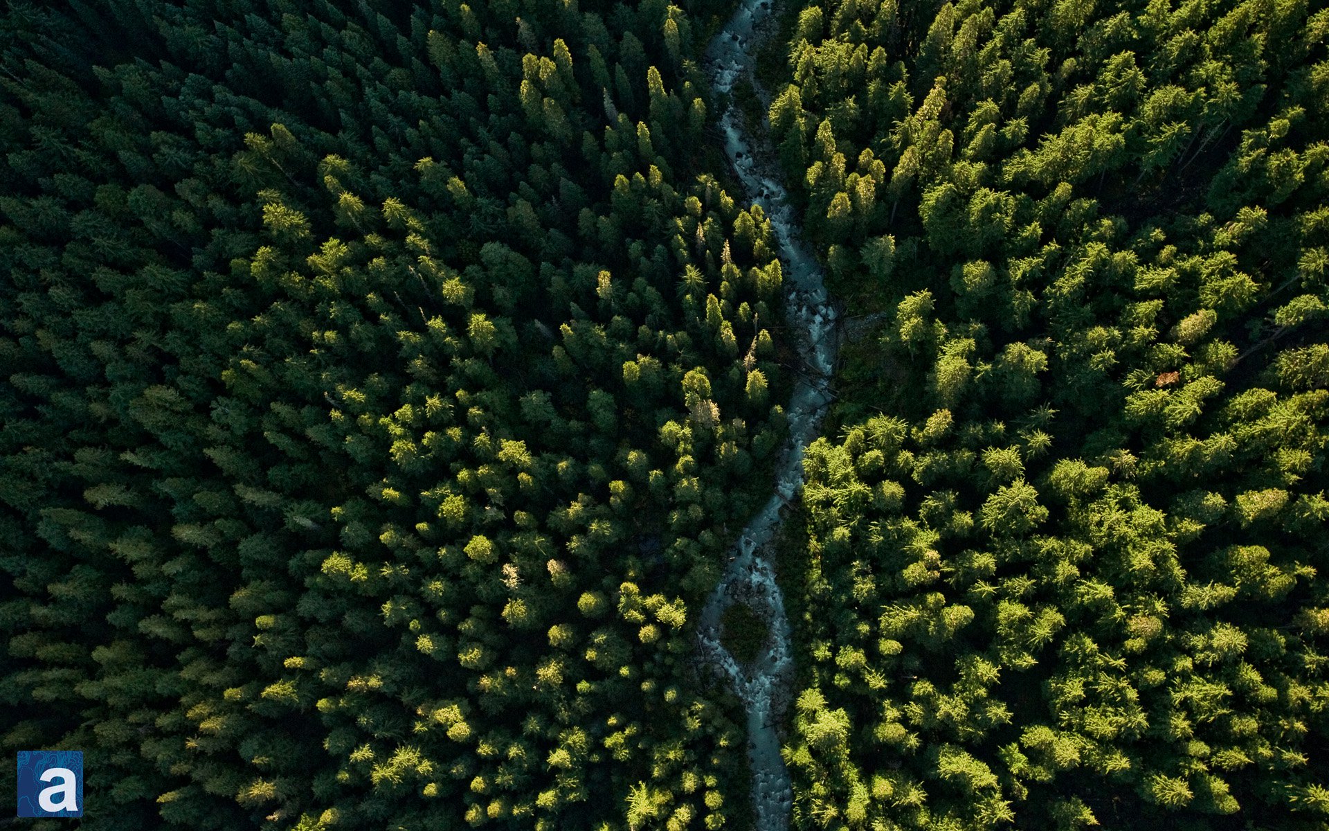 Surveying the Forest: 3D Aerial Scanning - Godfrey Hoffman Hodge